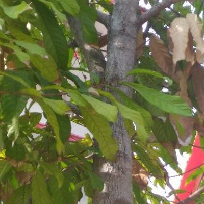 ต้นจันทร์กะพ้อ